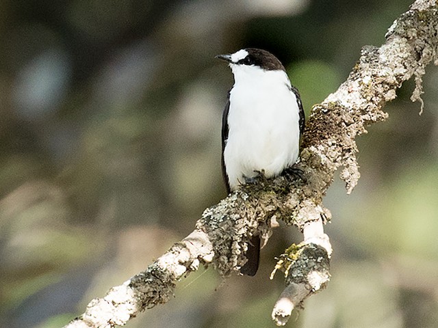 Photos - Torrent Flyrobin - Monachella muelleriana - Birds of the World