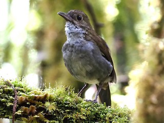 Greater Ground-Robin - eBird