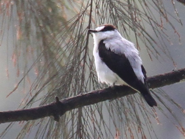 Photos - Torrent Flyrobin - Monachella muelleriana - Birds of the World