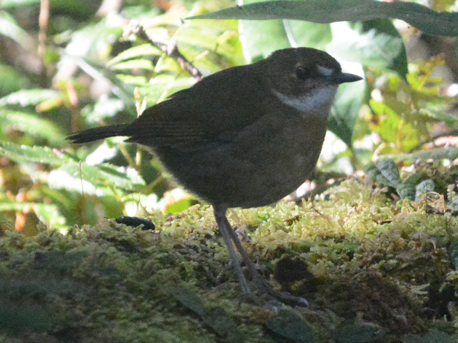 Lesser Ground-Robin - eBird