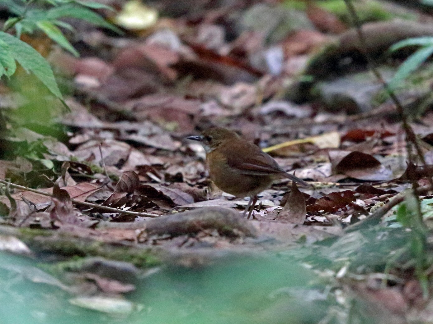 Lesser Ground Robin - eBird