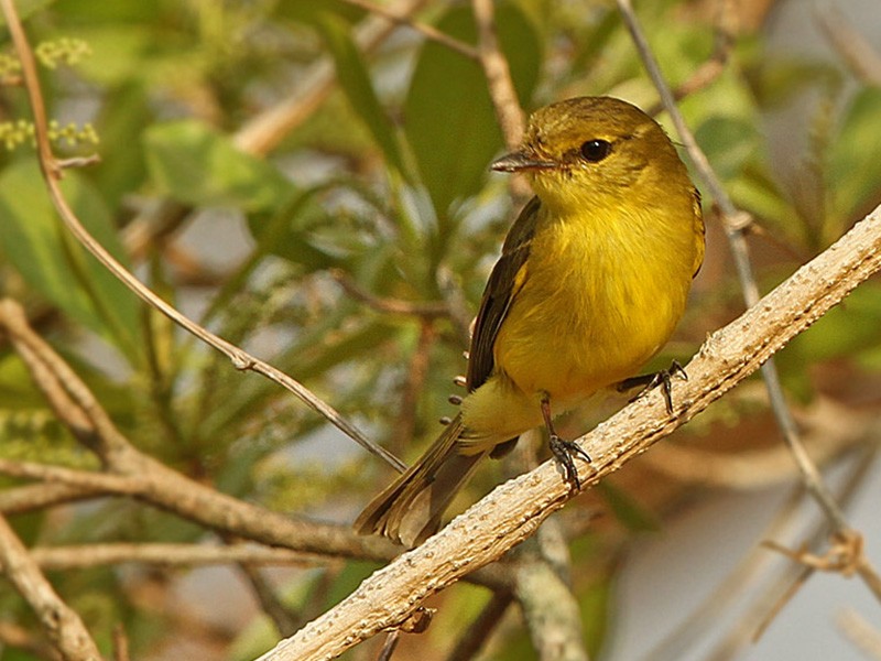 Golden-bellied Flyrobin - eBird