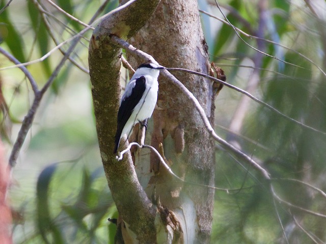 Photos - Torrent Flyrobin - Monachella muelleriana - Birds of the World