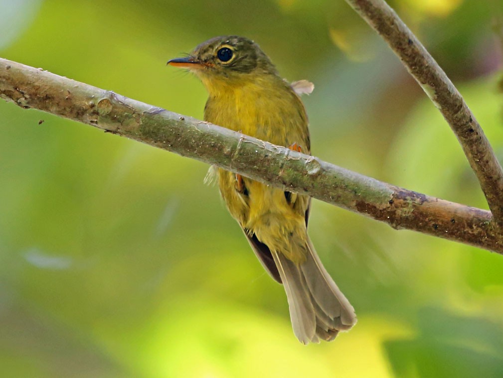 Olive Flyrobin - eBird
