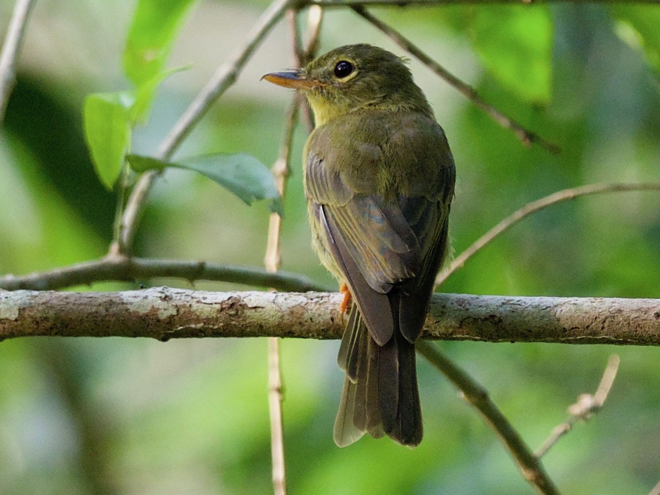 Petroica Olivácea - eBird