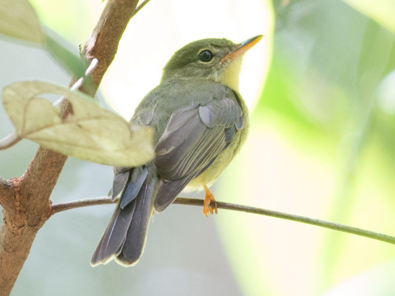 Olive Flyrobin - eBird