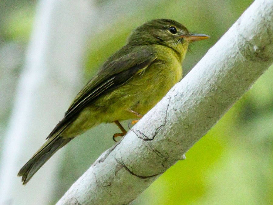Olive Flyrobin - eBird