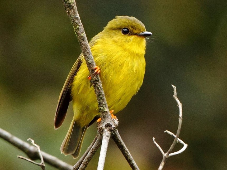 Canary Flyrobin - eBird