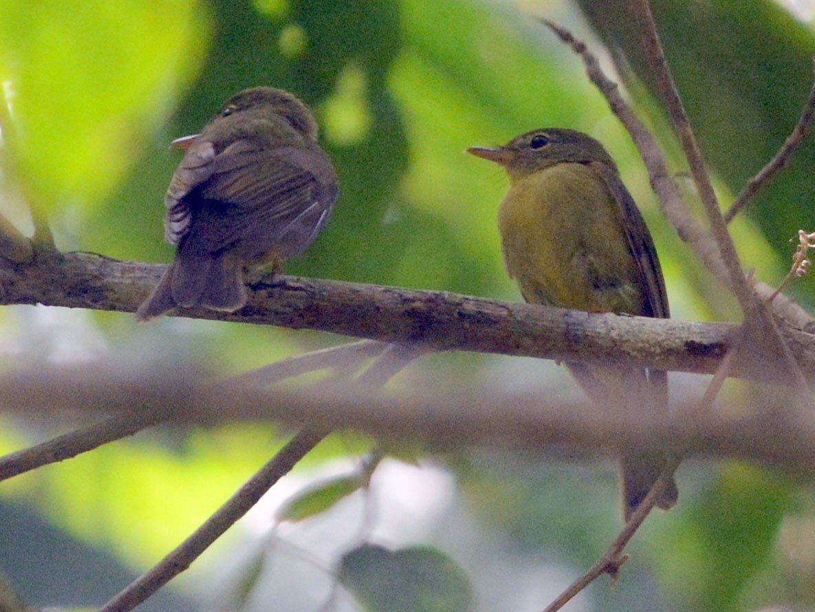 Olive Flyrobin - eBird