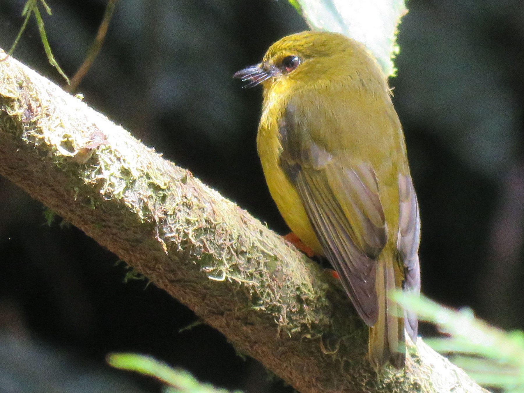 Canary Flyrobin - eBird