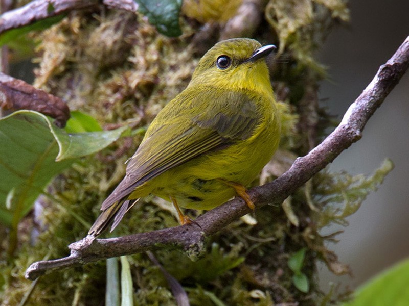 Canary Flyrobin - eBird
