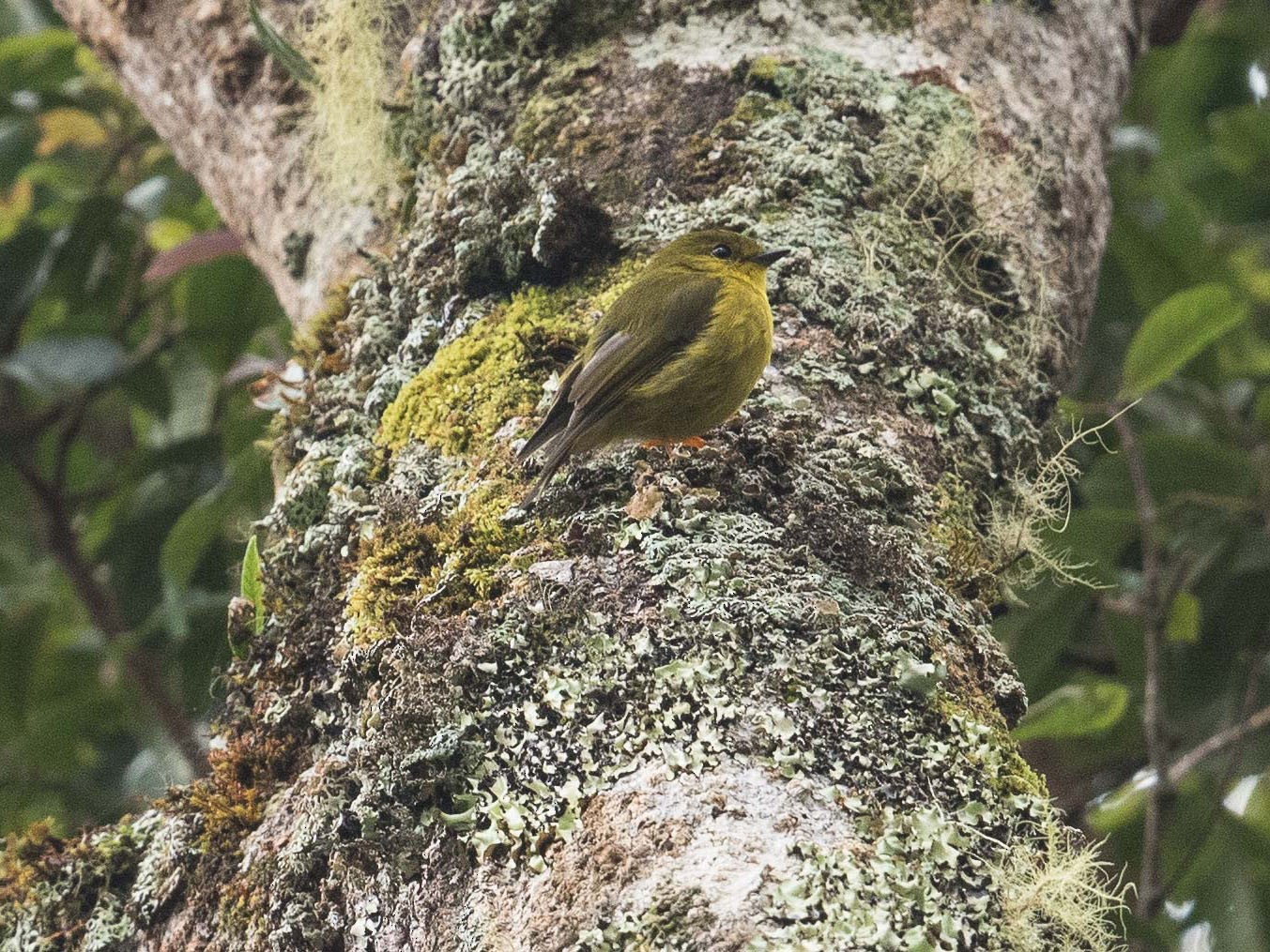 Canary Flyrobin - eBird