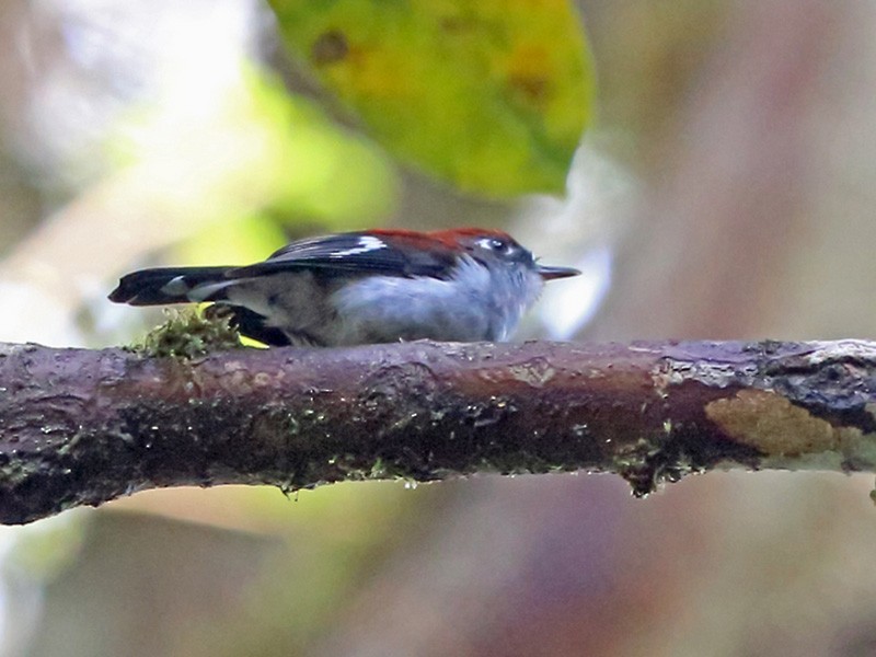 Garnet Robin - eBird