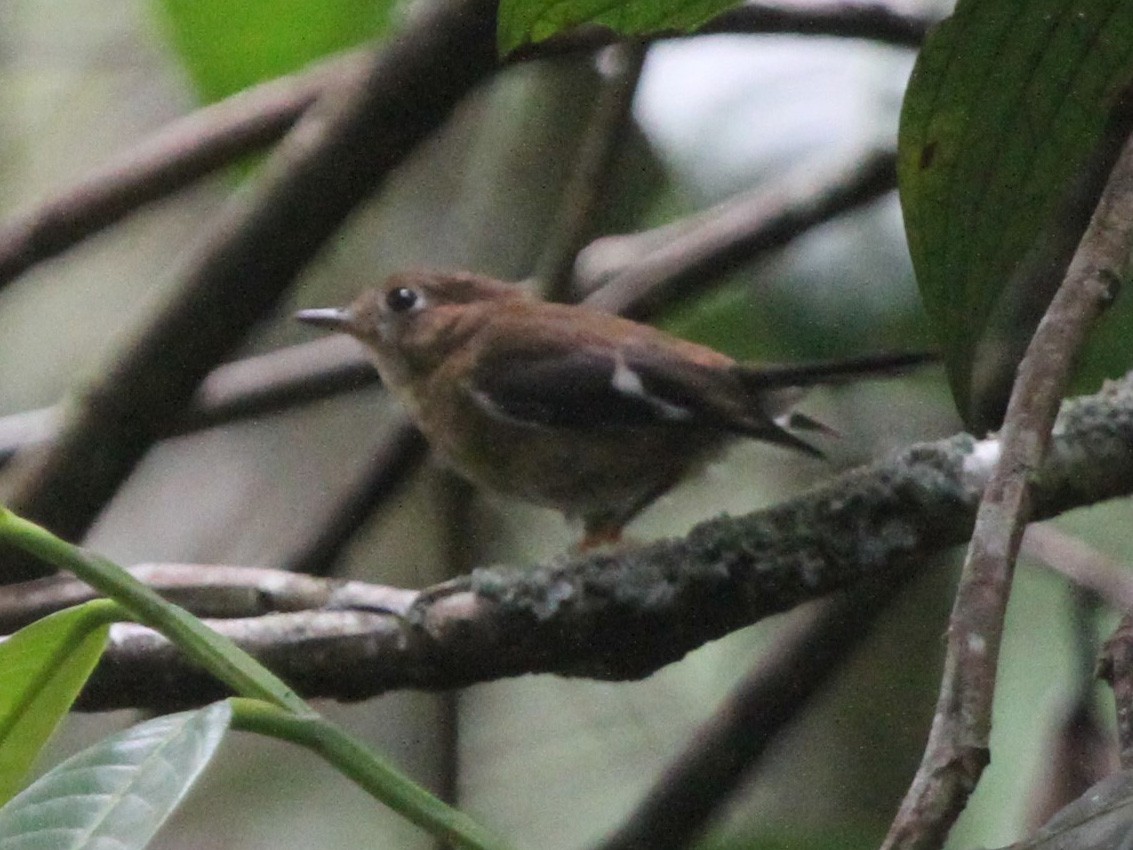 Garnet Robin - eBird