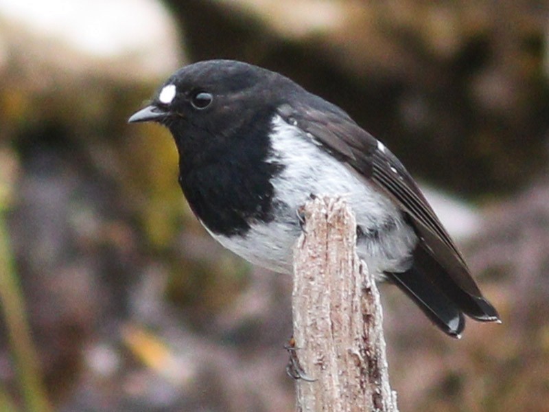 Subalpine Robin - eBird