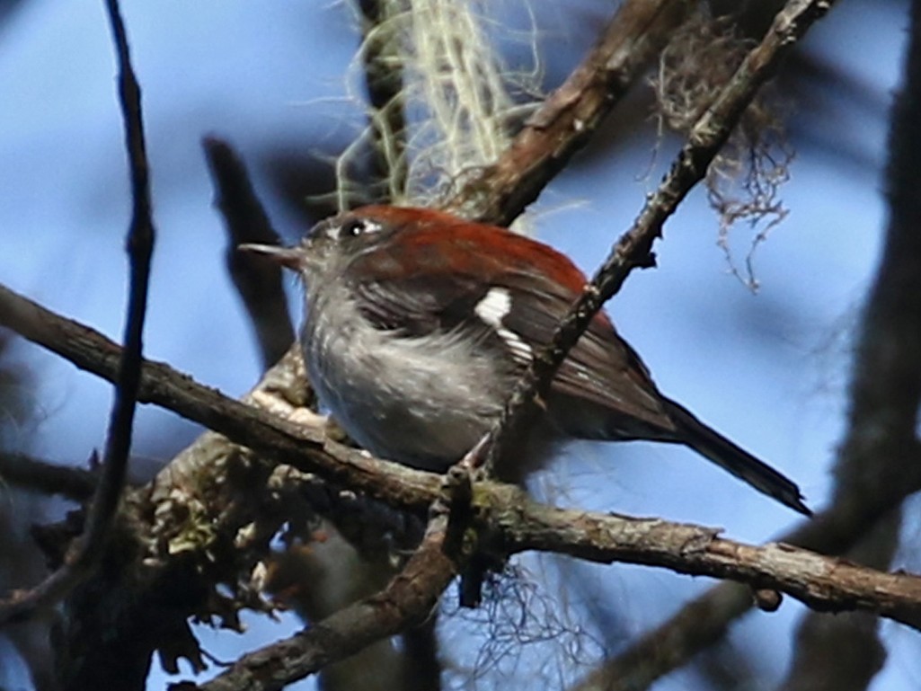 Garnet Robin - eBird