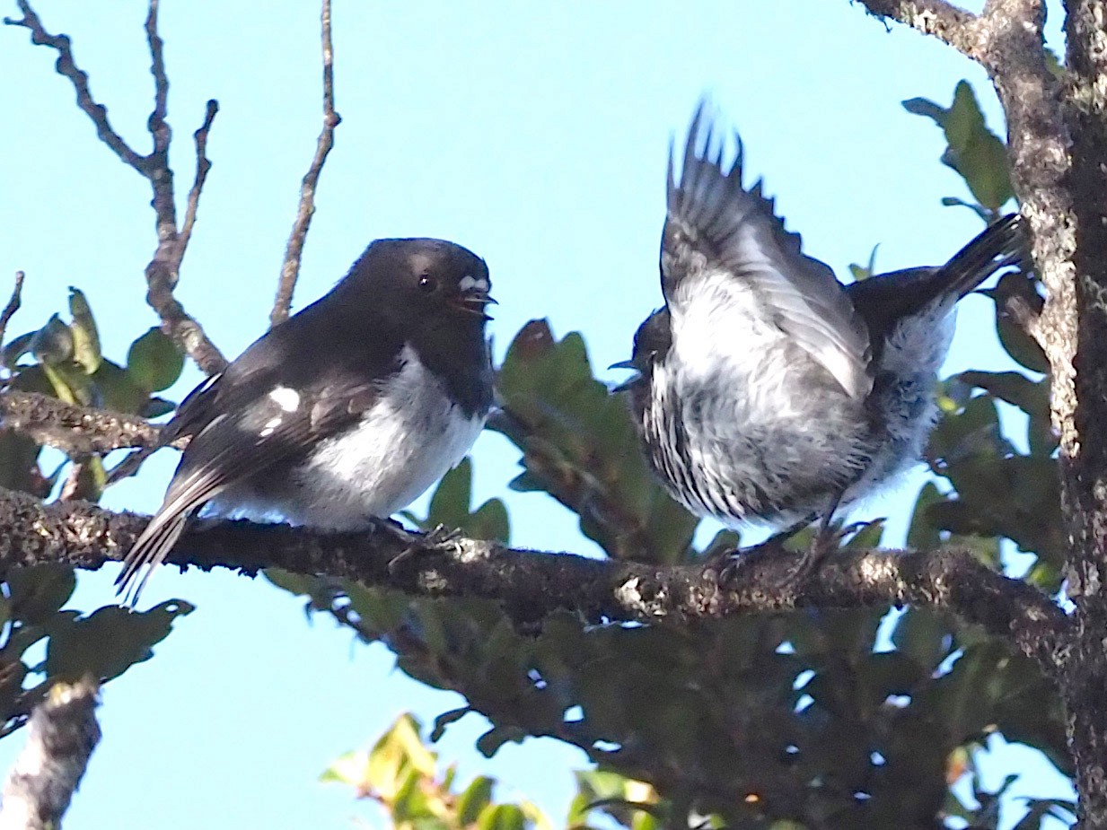 Subalpine Robin - eBird