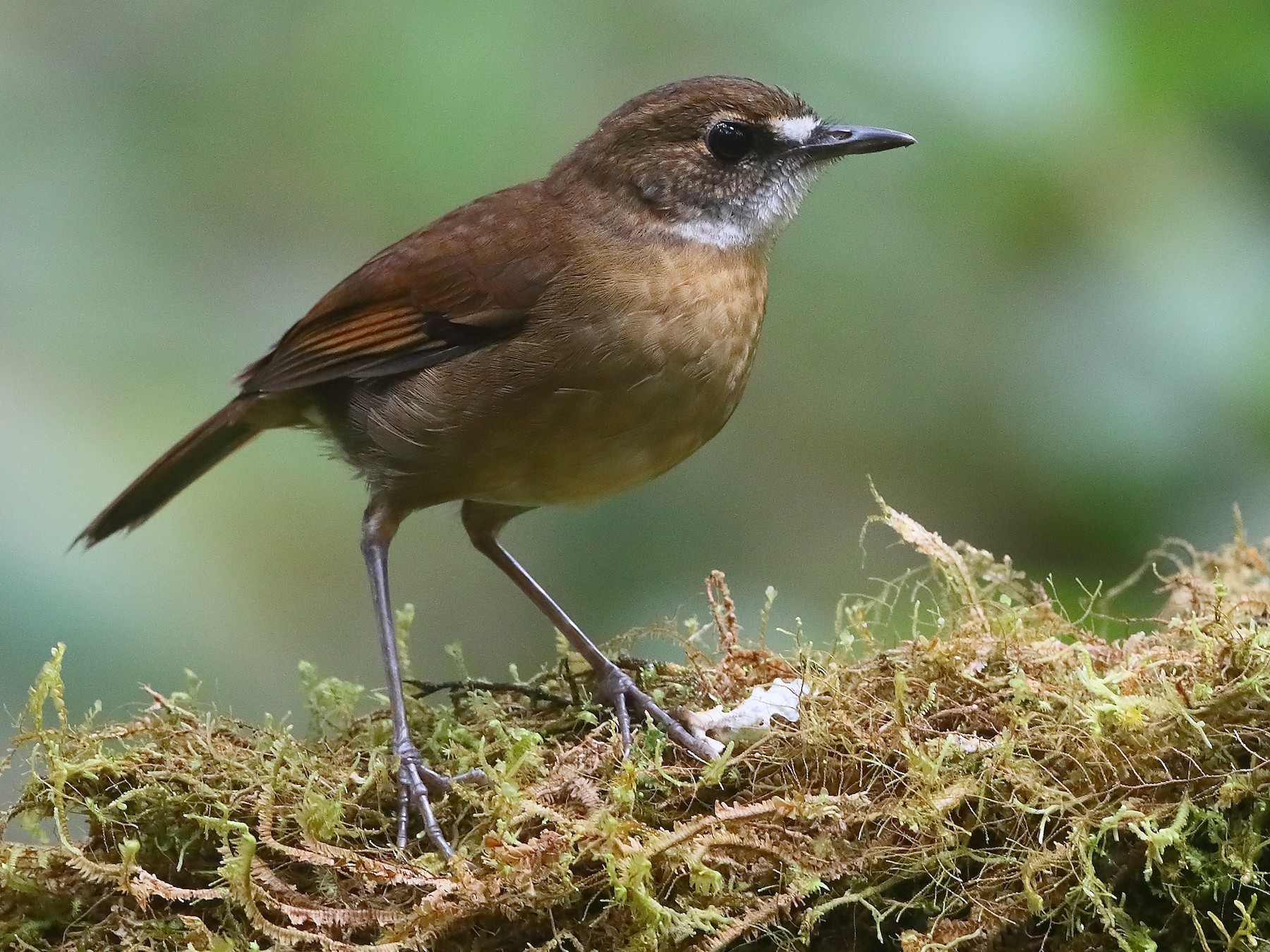 Lesser Ground-Robin - eBird