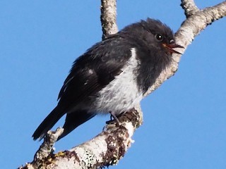 Subalpine Robin - Petroica bivittata - Birds of the World
