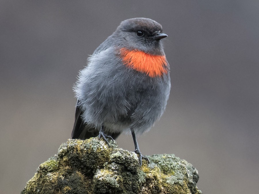 Snow Mountain Robin - eBird