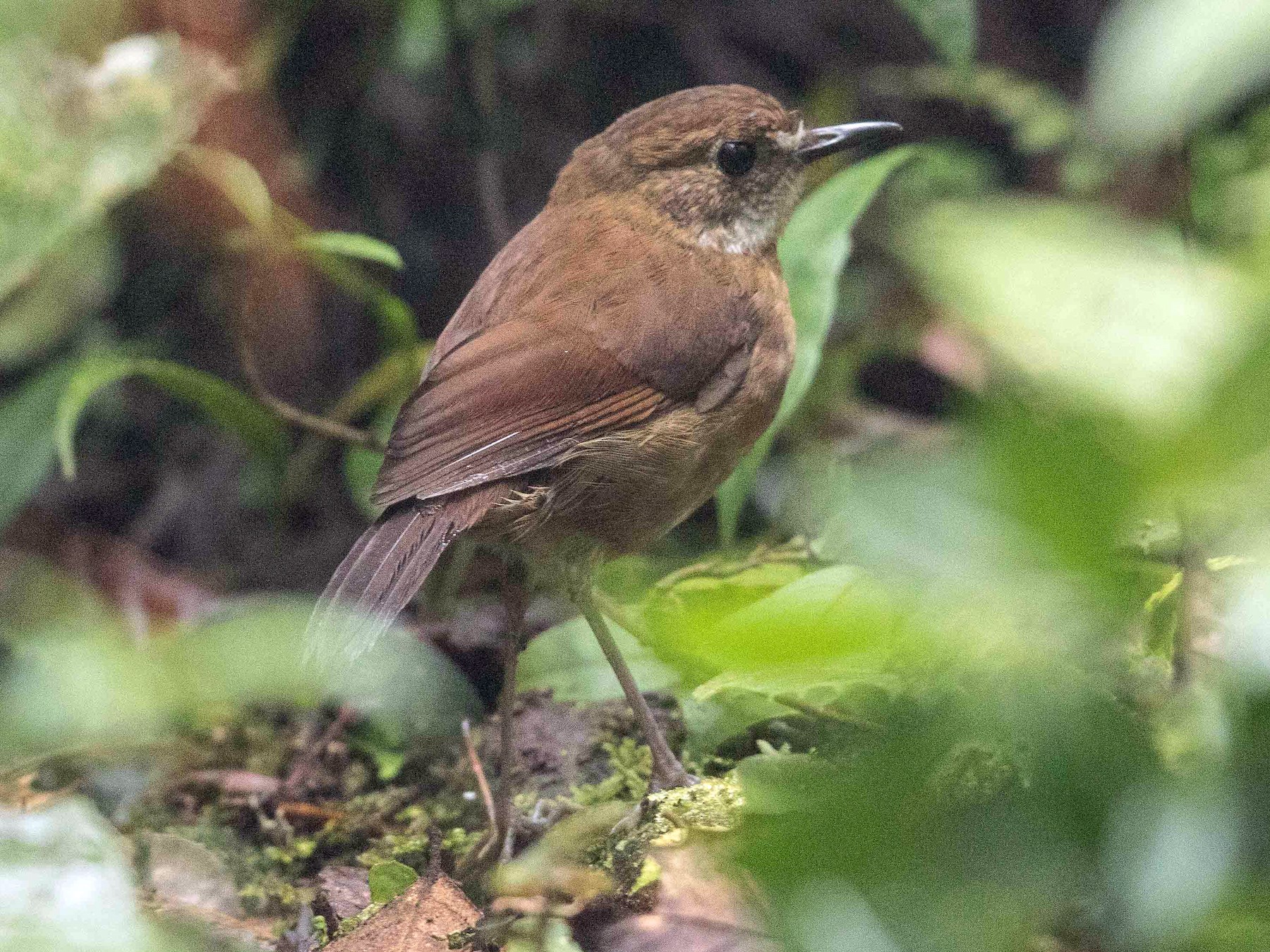 Lesser Ground-Robin - eBird