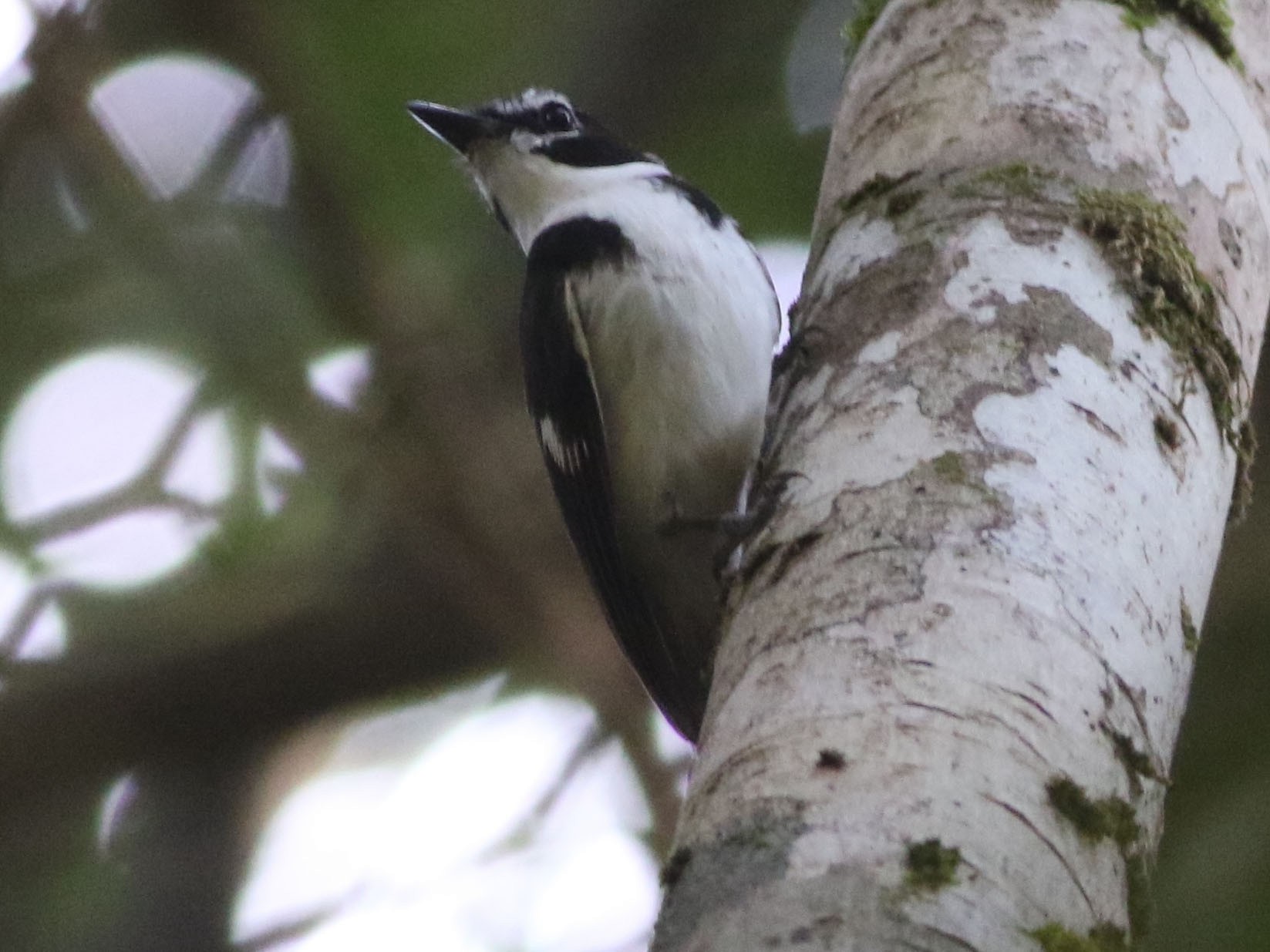 Black-sided Robin - eBird