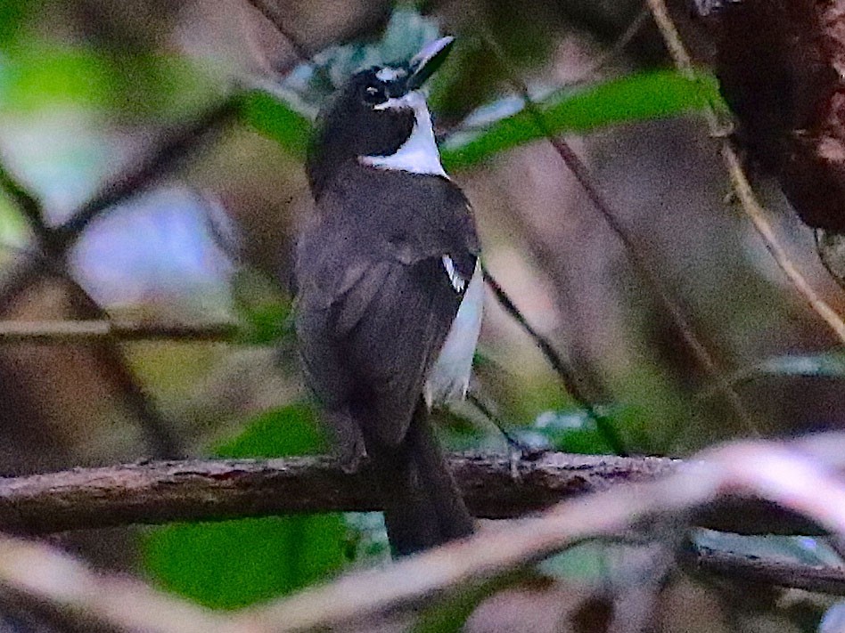 Black-sided Robin - eBird