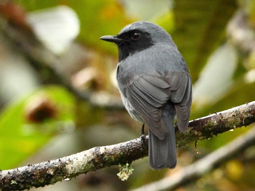 Black-throated Robin - eBird