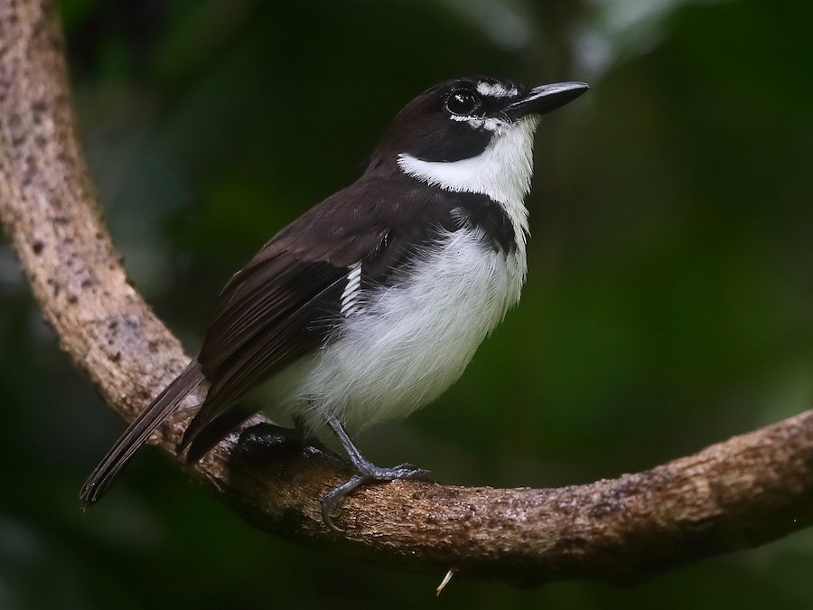 Black-sided Robin - eBird