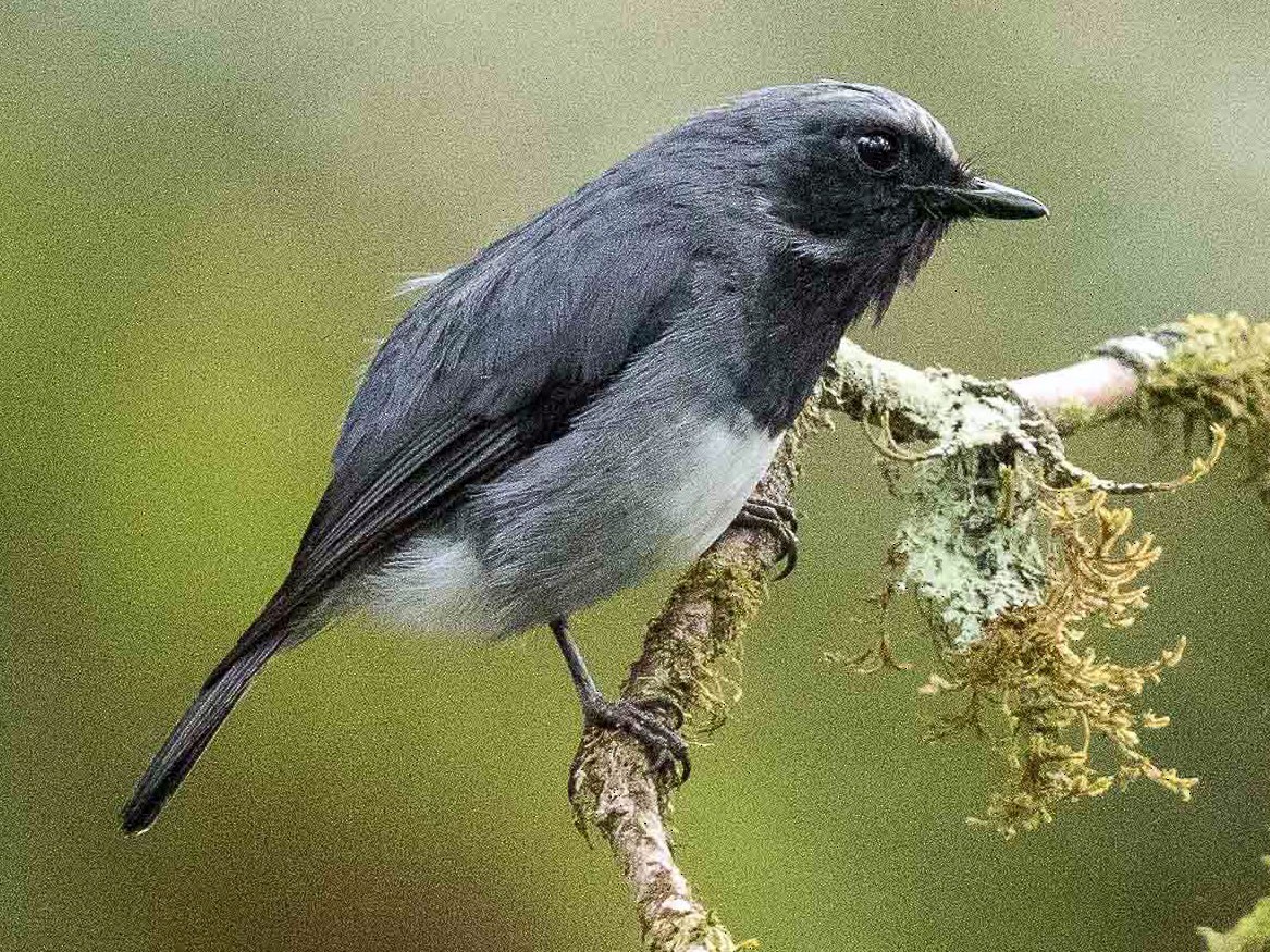 Black-throated Robin - eBird