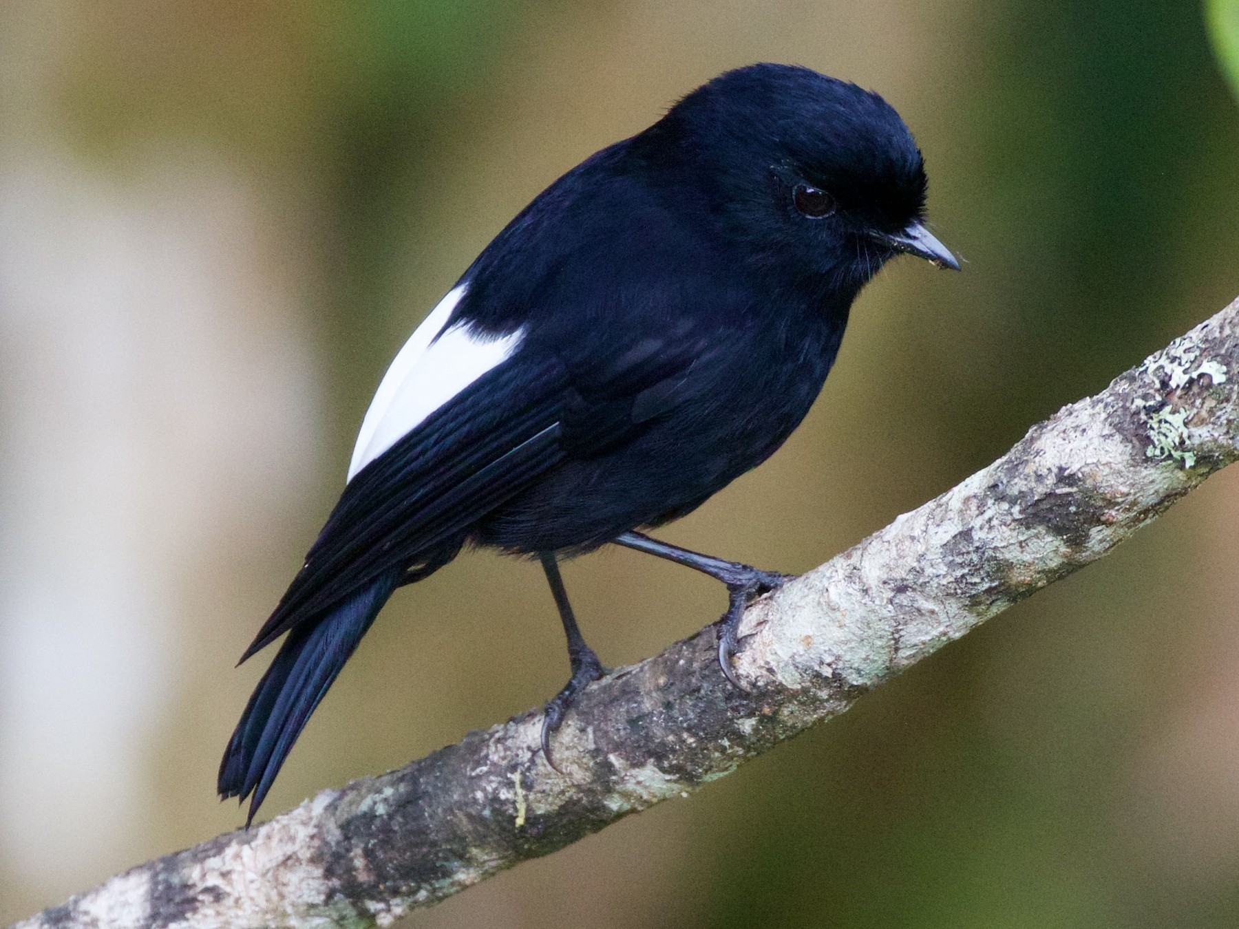White-winged Robin - eBird
