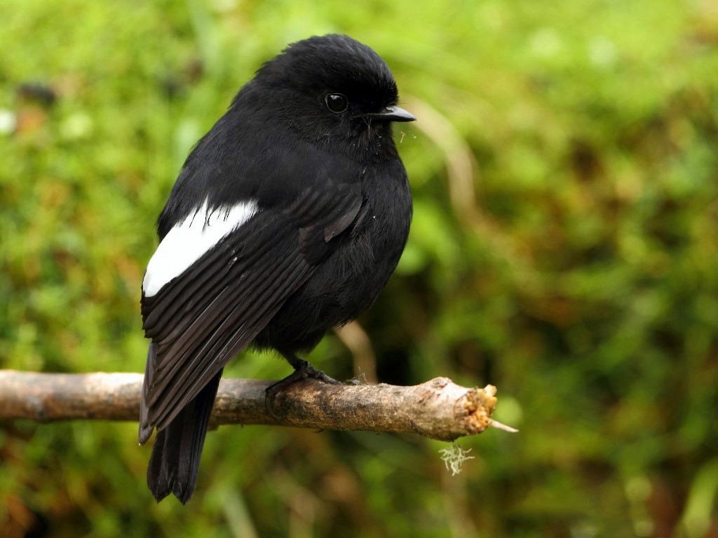 White-winged Robin - eBird