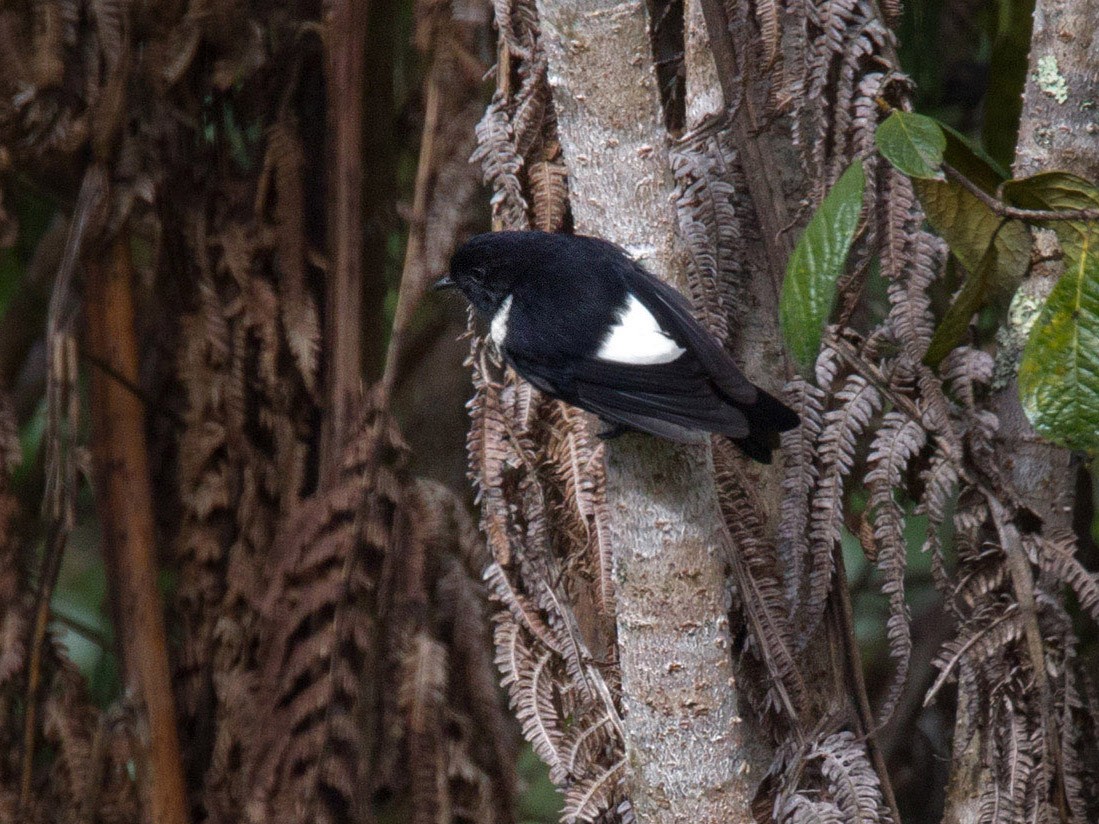 White-winged Robin - eBird