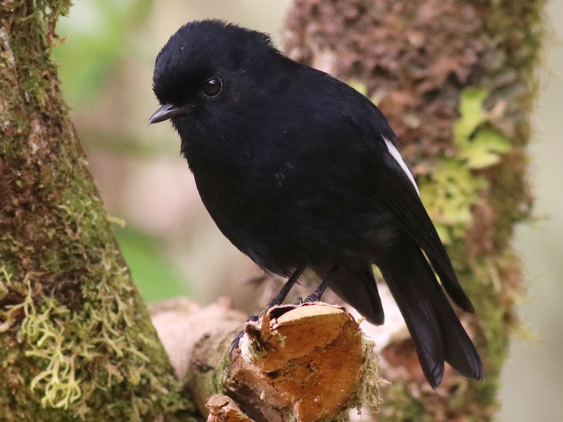 White-winged Robin - eBird