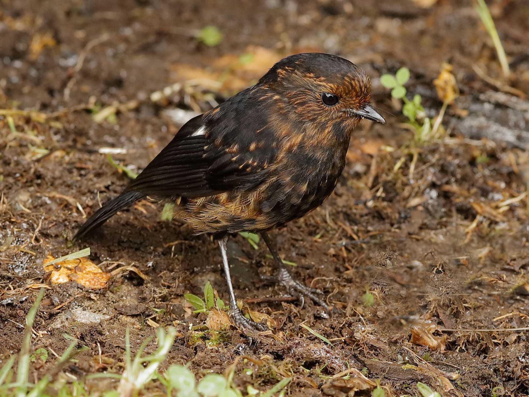 White-winged Robin - eBird