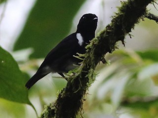 White-rumped Robin - eBird