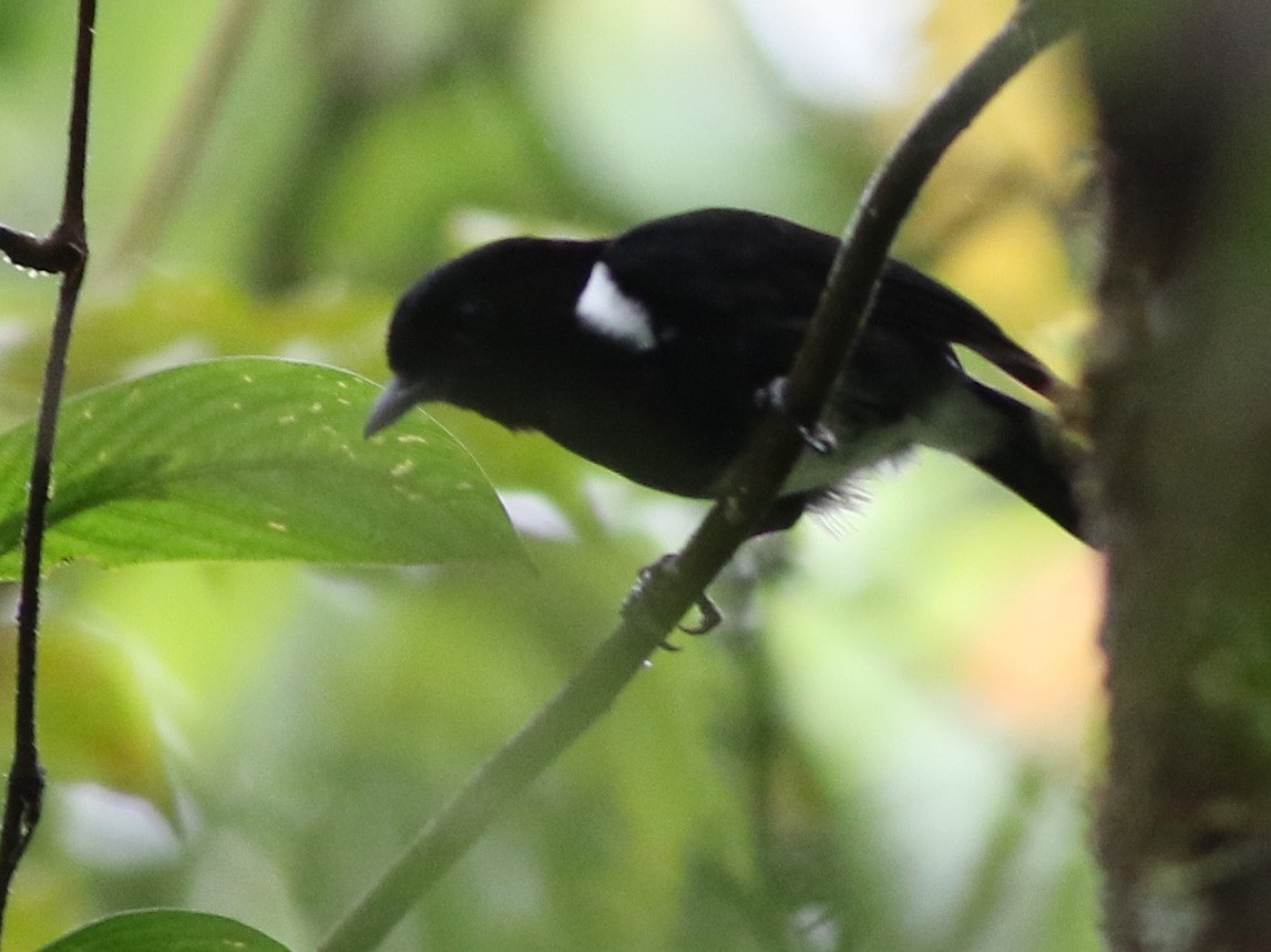 White-rumped Robin - eBird