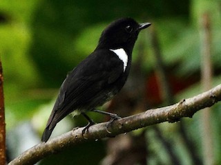 White-rumped Robin - Melanodryas bimaculata - Birds of the World
