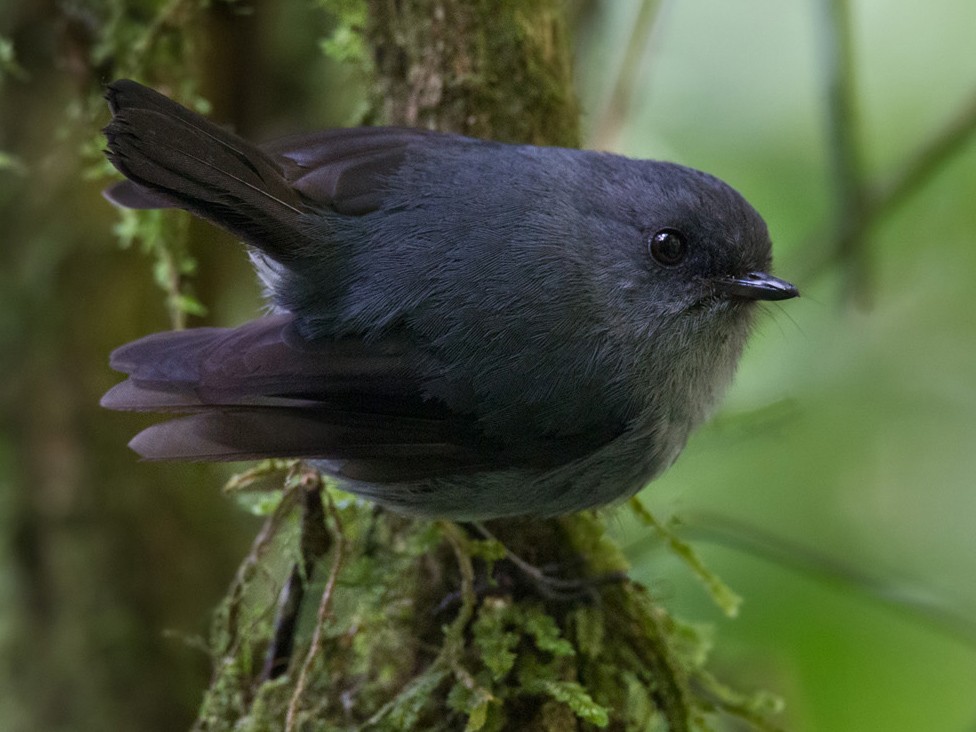 Smoky Robin - eBird