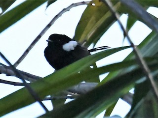 White-rumped Robin - eBird