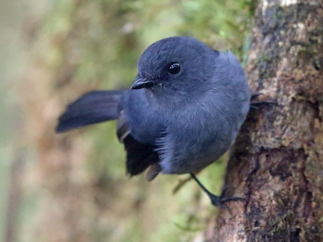 Blue-gray Robin - eBird