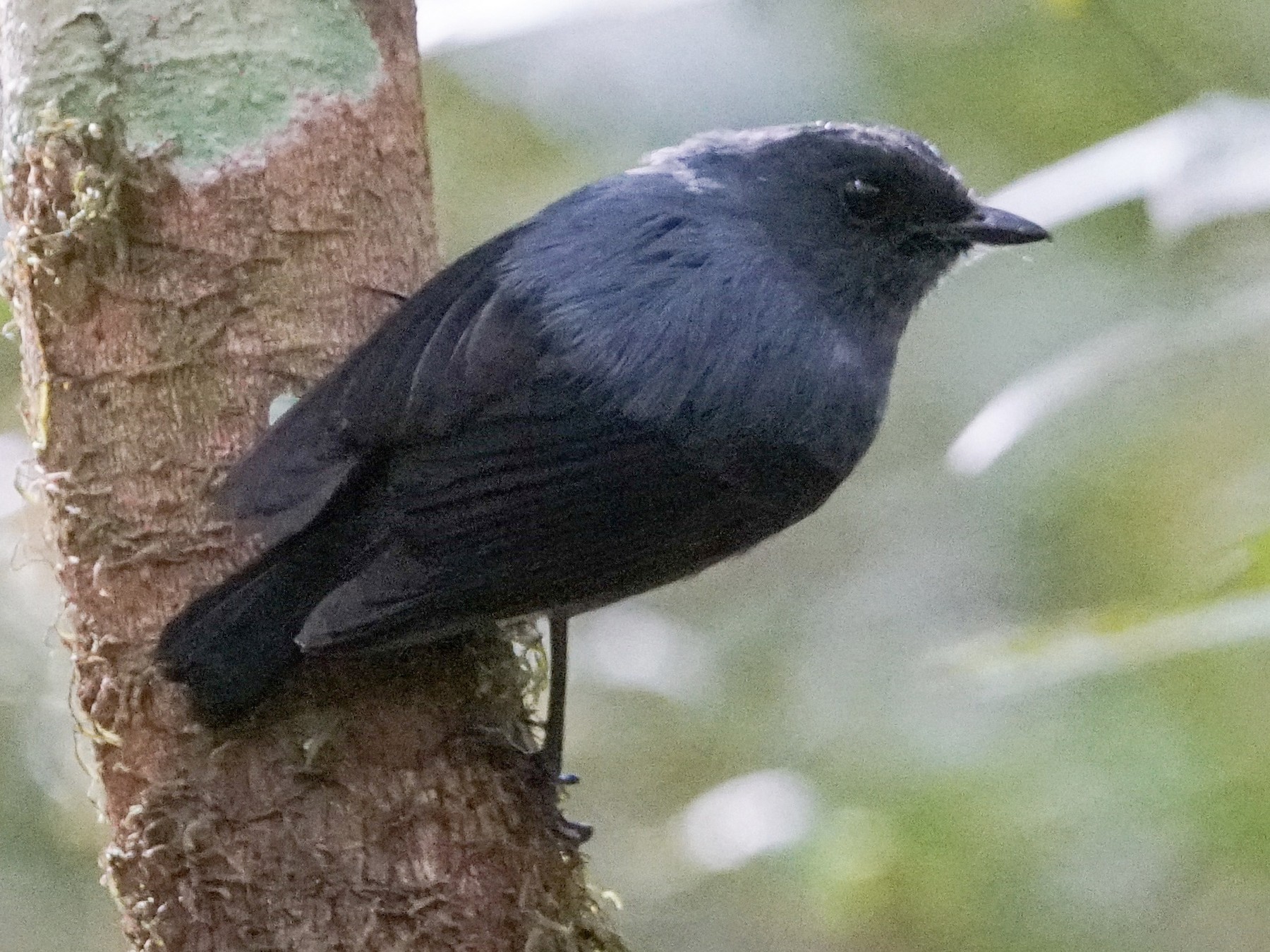 Blue-gray Robin - eBird
