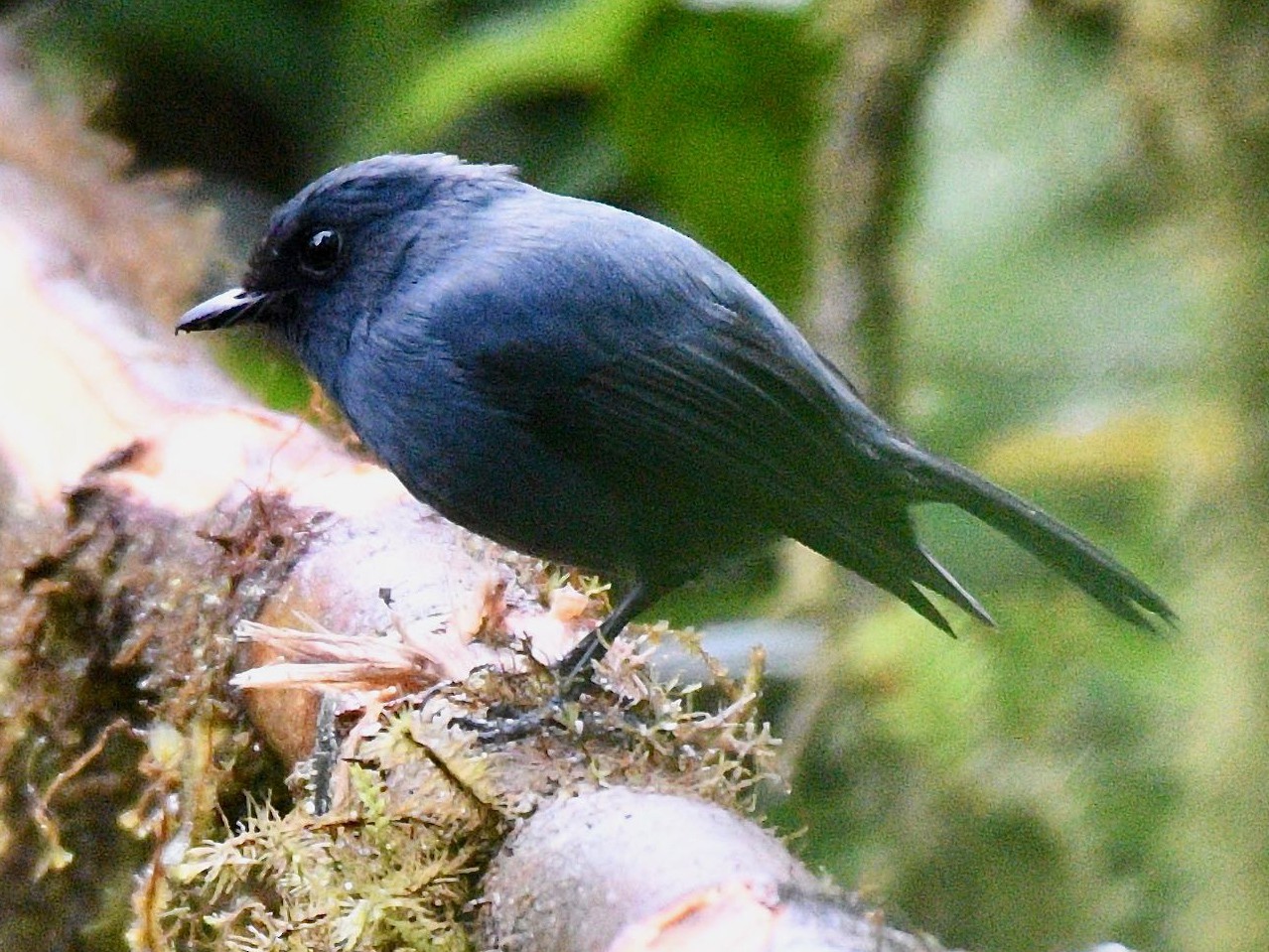 Blue-gray Robin - eBird