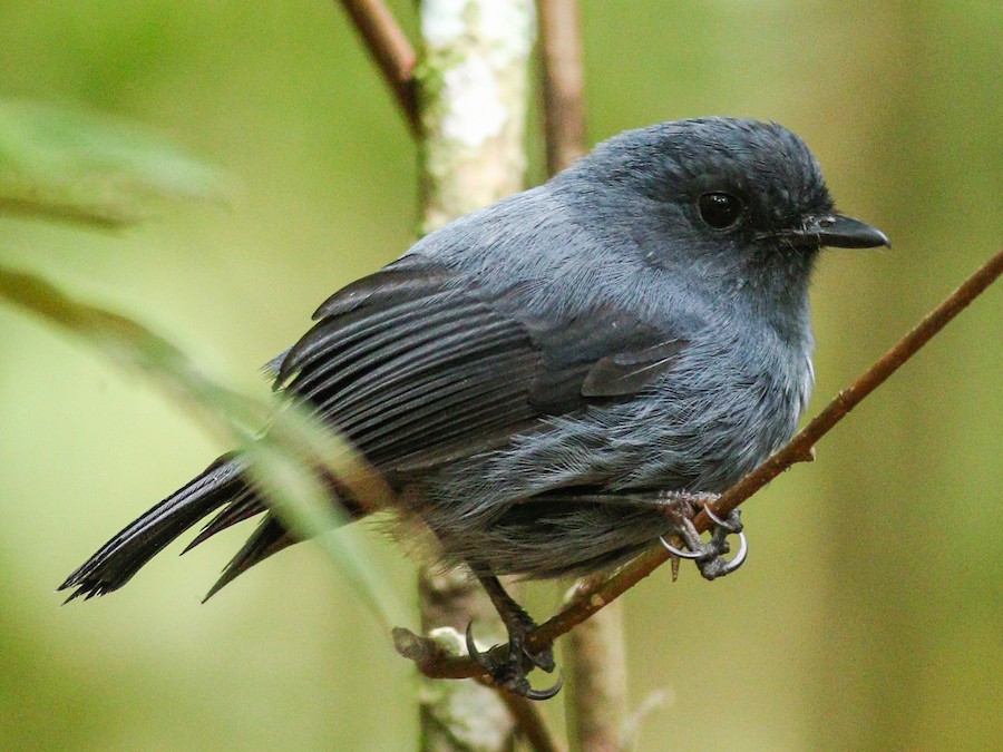 Blue-grey Robin - eBird