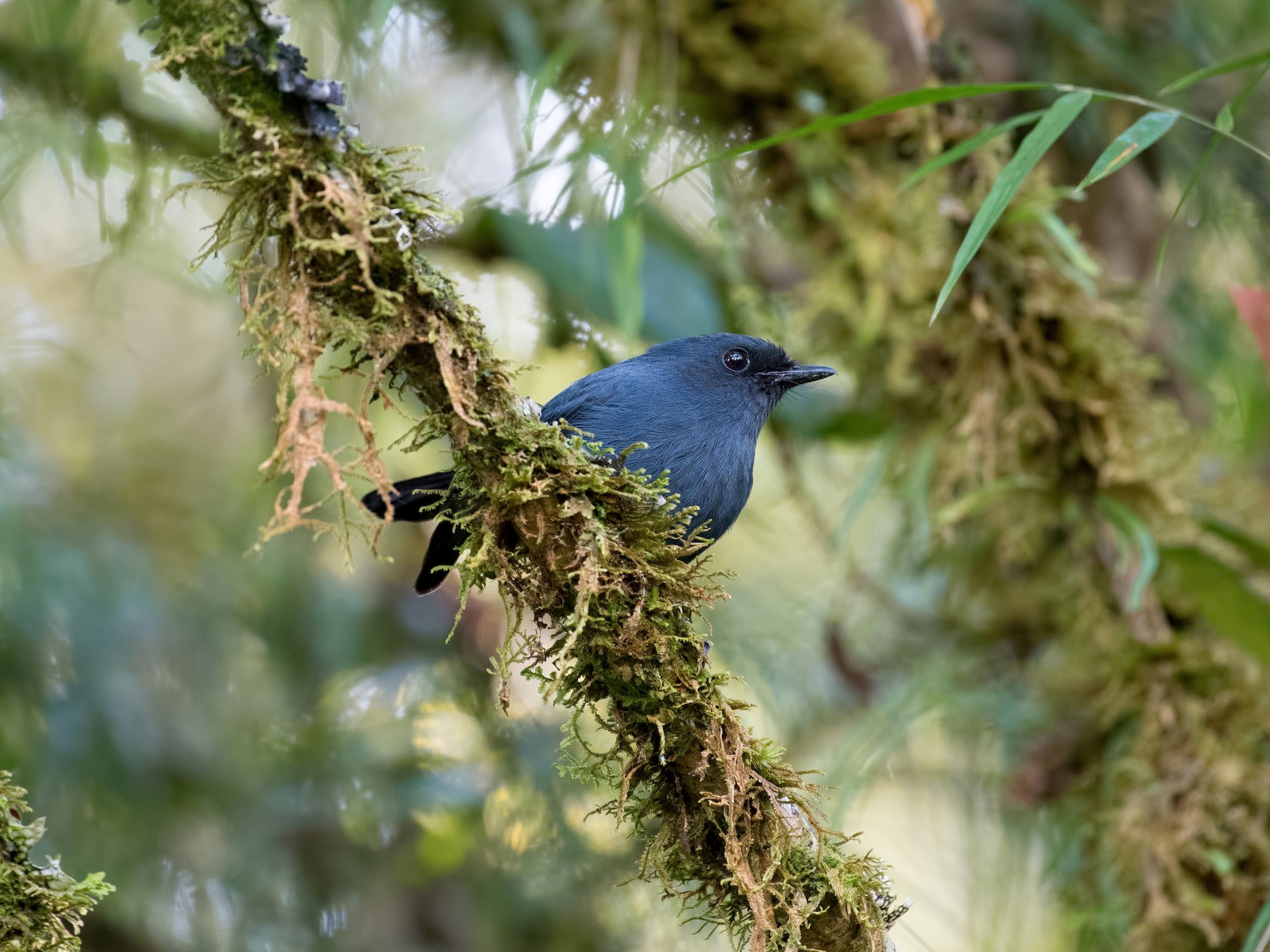 Blue-gray Robin - eBird