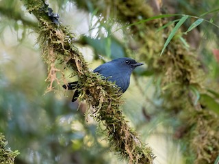 Blue-gray Robin - eBird