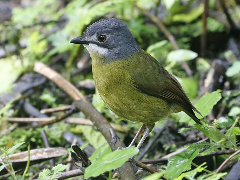 Green-backed Robin - eBird