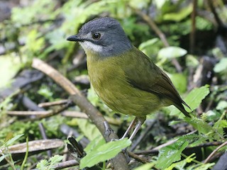 Green-backed Robin - eBird