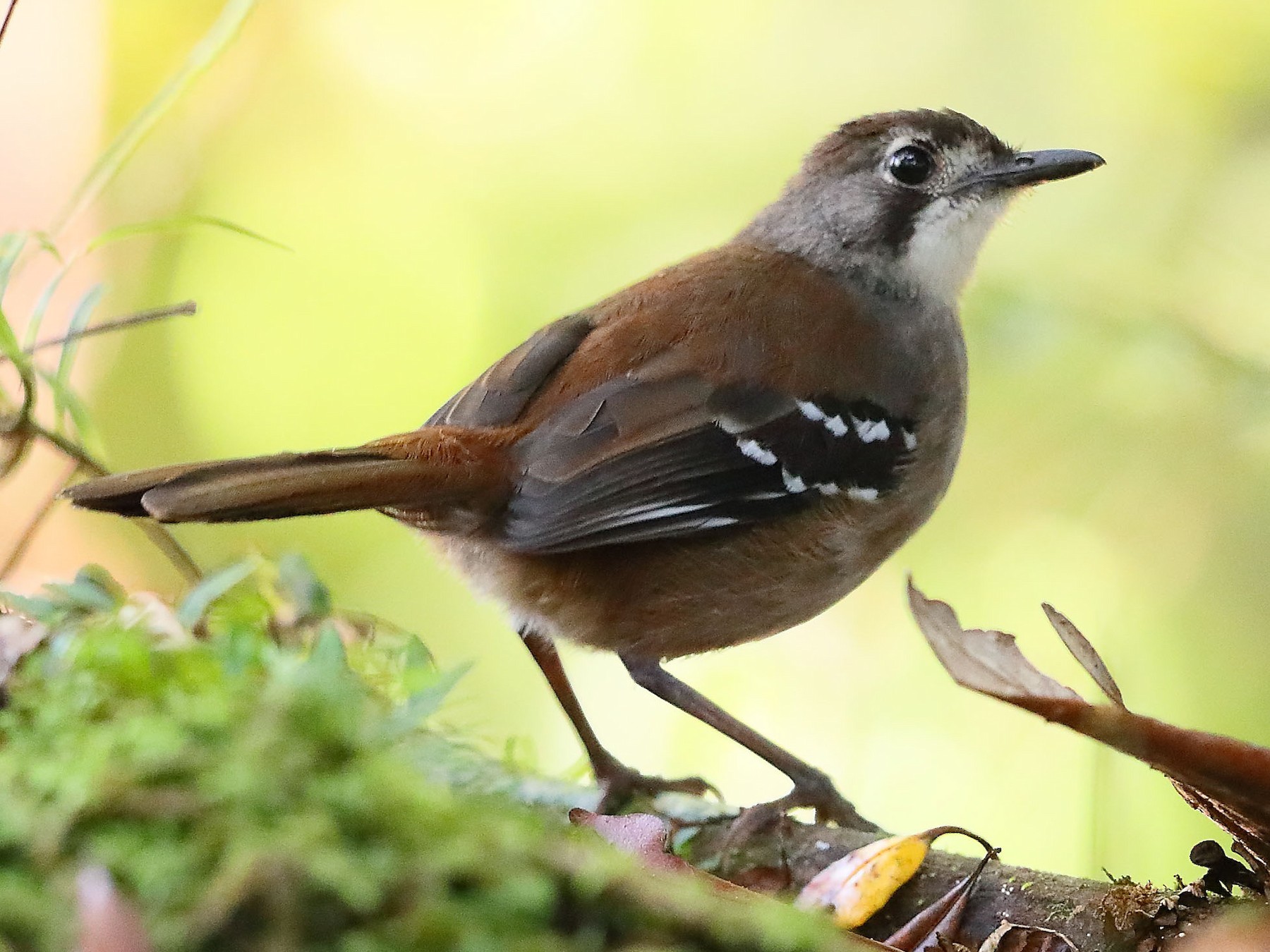 Papuan Scrub-Robin - eBird
