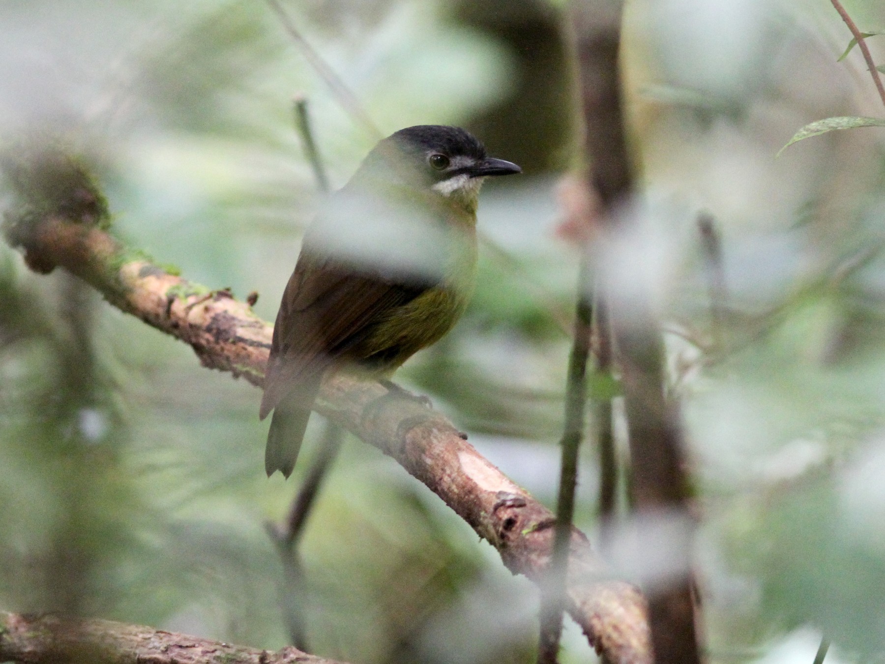 Green-backed Robin - eBird